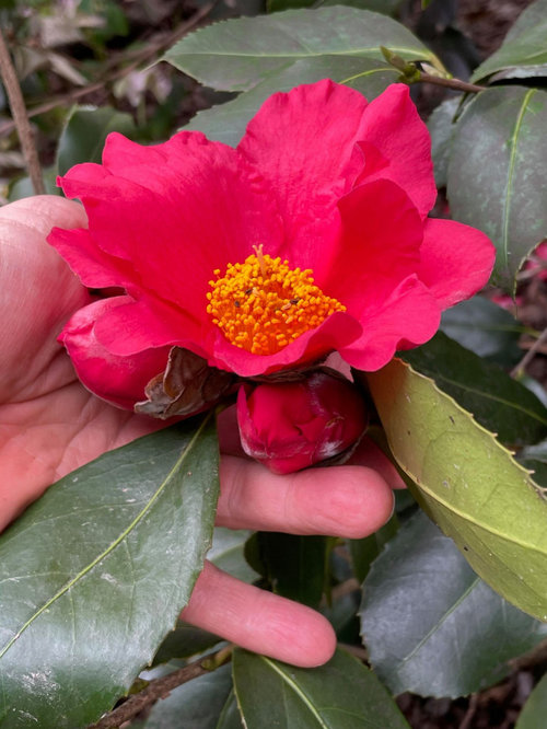 Camellia season in northern VA | Houzz Forum