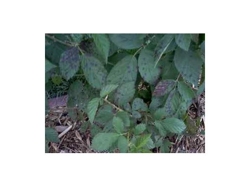 Raspberry disease/fungus