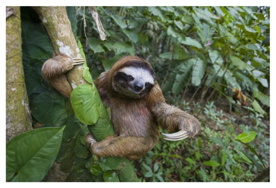 "Brown-throated 3-toed Sloth male, Aviarios Sloth Sanctuary" Paper Art ...
