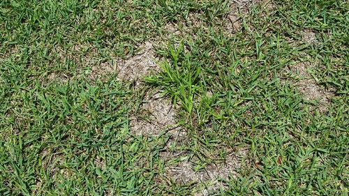 St Augustinebrown Spots