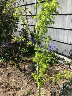 staking young Japanese maple trees | Houzz Forum