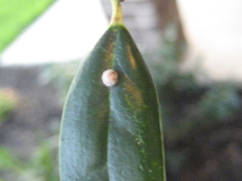 Is this Scale on my Holly shrub? Picture | Houzz Forum
