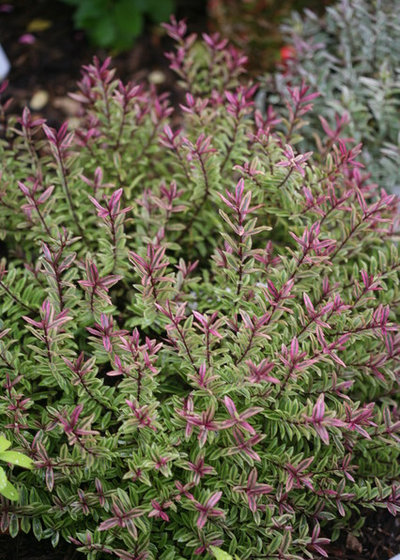 12 New Zealand Native Plants You Need to Know About | Houzz NZ