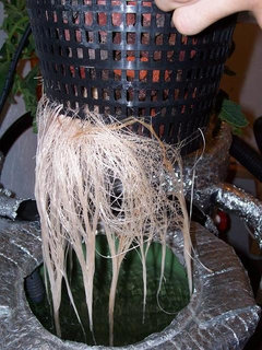 Lava Rock Hydroponics: Unearth Growth Secrets!