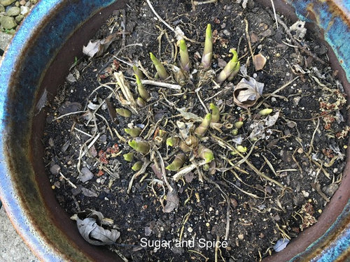 New pips and a new hosta