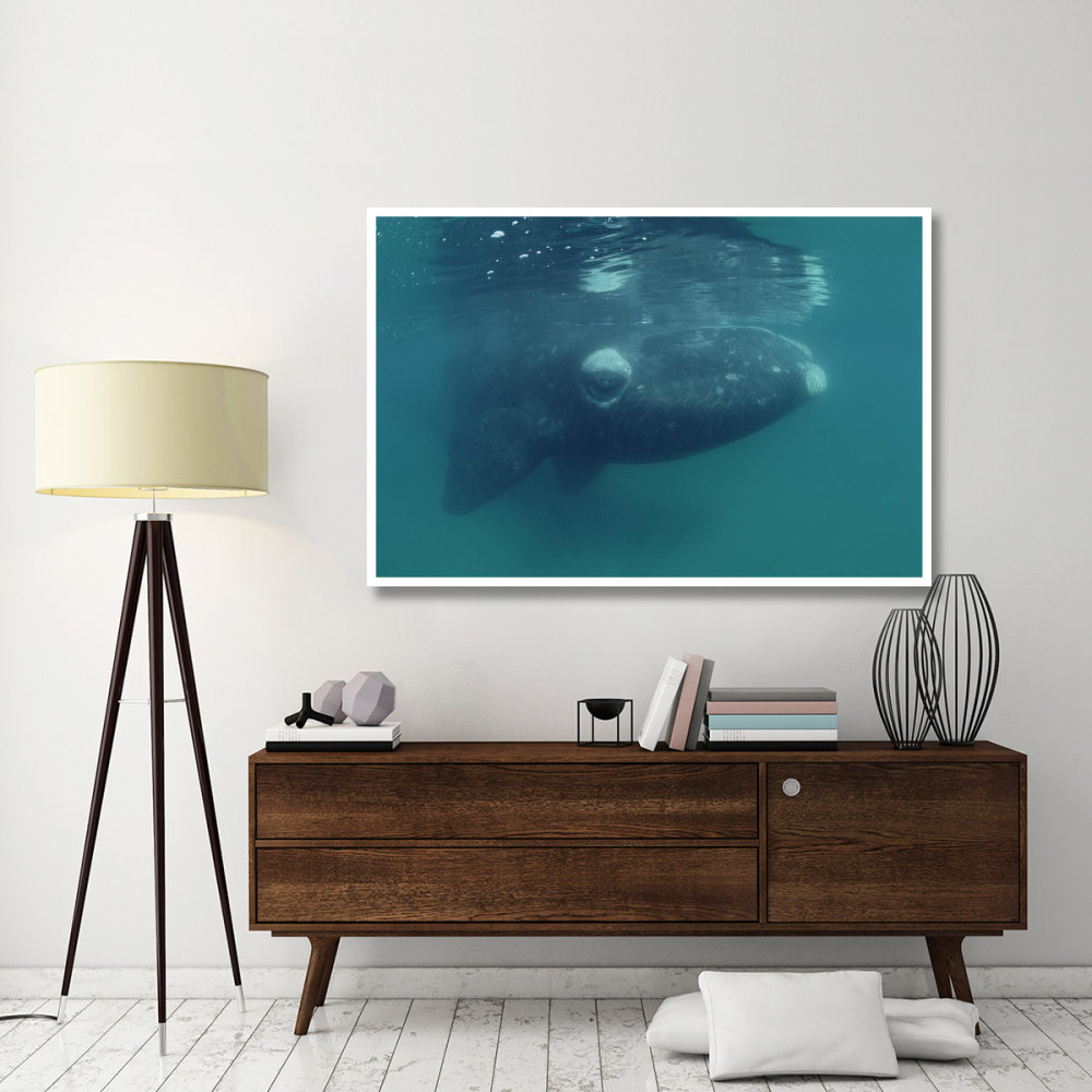 Southern Right Whale Juvenile, Underwater, Peninsula Valdez, Argentina ...