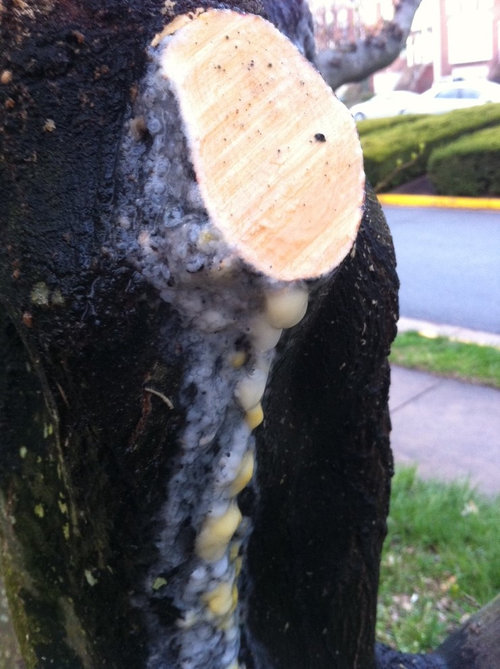 White Puss/Sap/Mucus Coming Out of Cut Branch