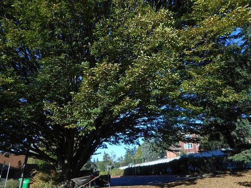 Large tree with small seed attached to leaf shaped spinner.