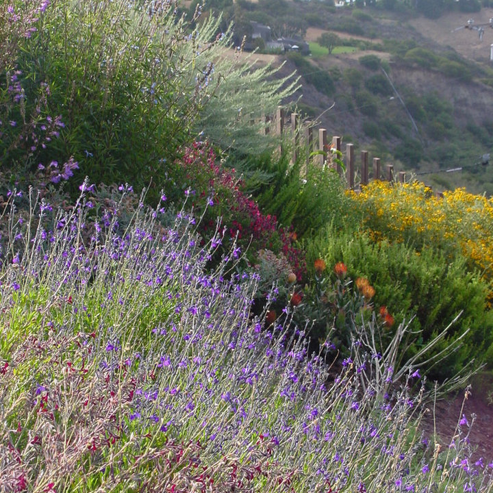 75 Beautiful Australian Native Garden Ideas & Designs - June 2024 ...
