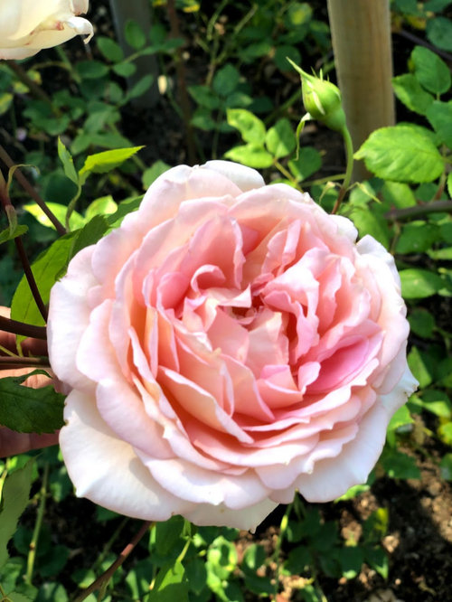 David Austin's 'Janet'