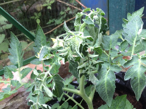 My tomatoes struggling