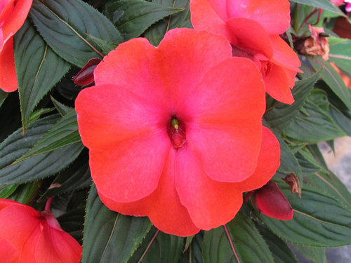 Flowers that appear to sparkle