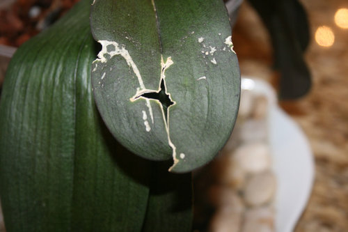 What's doing this to my Orchid?