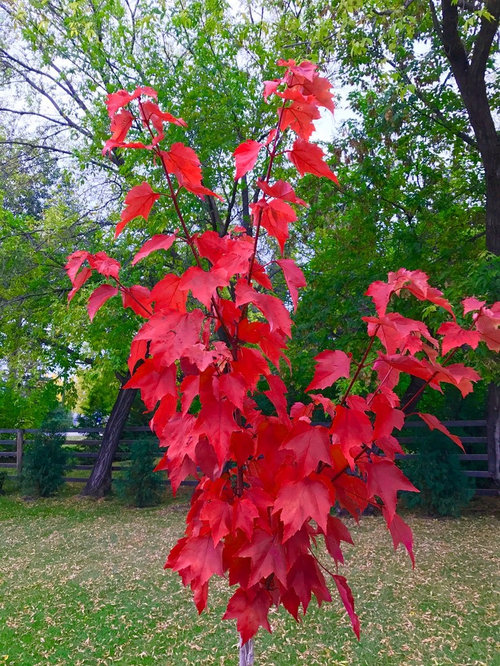 Red fall color maples in the prairies