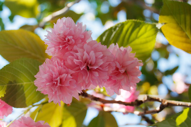 Top 8 Ornamental Flowering Cherry Trees - gardenpicsandtips.com