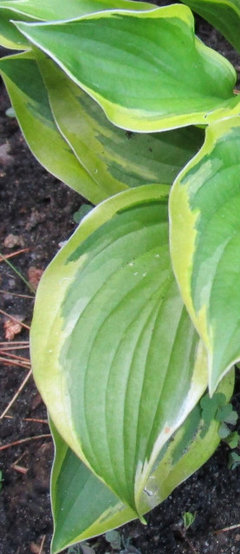 Hosta Leaves 2021 ........................