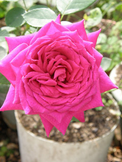 Award winning roses (nastiest, thorniest, biggest and runts)