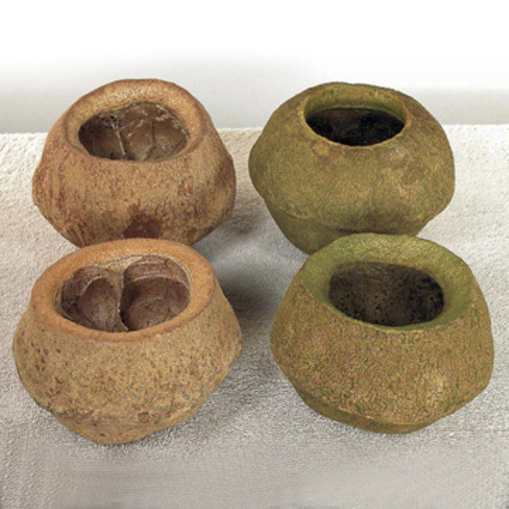 Vickerman 4" Sapa Pod, Dried, 5-7" - Rustic - Decorative Objects And ...