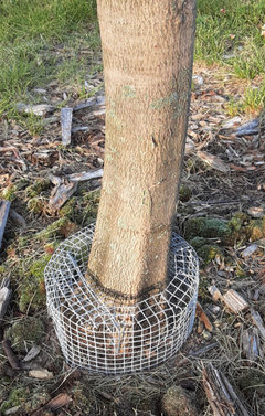 Don't forgot to put your tree protectors on!