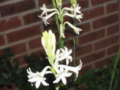 Almost Eden 'Belle of India' Jasmine gamble