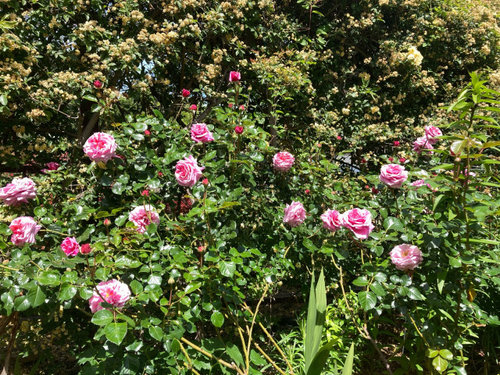 Hybrid Tea climber, Aloha