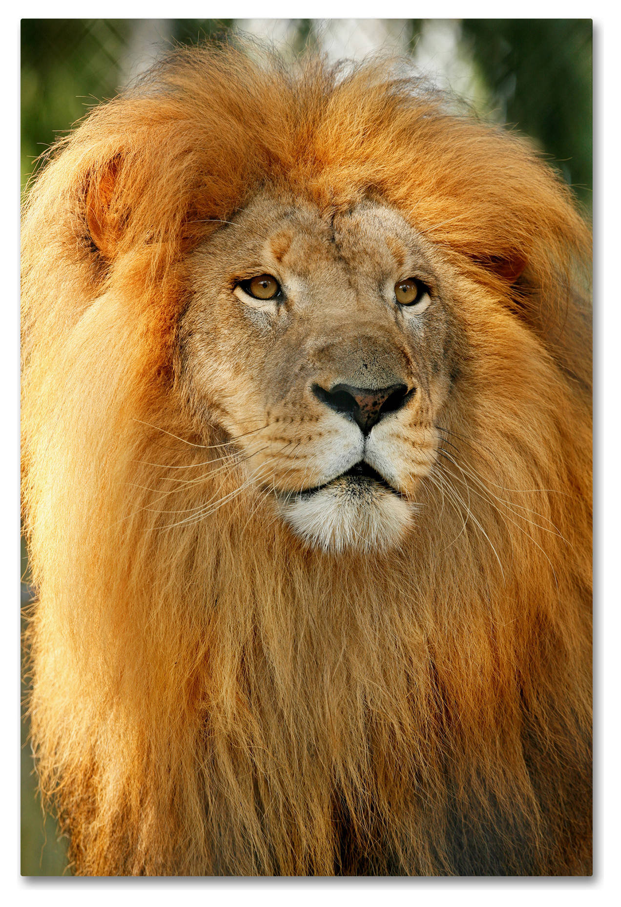 Mike Jones Photo 'Lion' Canvas Art, 12"x19" - Contemporary - Prints And ...