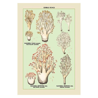 Edible Fungi: Red-Tipped, Crested and Pale - Yellow Clavaria, 28" x 42 ...