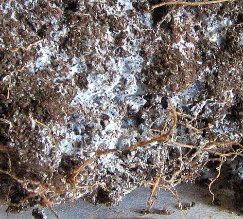 What is this soil pathogen ? . . fungus?