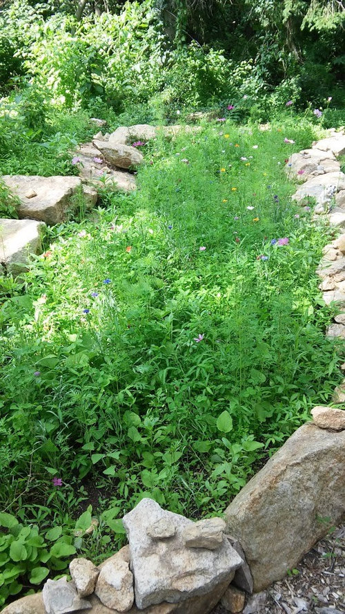 Partial Sun Perennial Garden -Cheap Easy