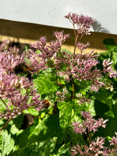 Eupatorium purpureum Euphoria 'Ruby'