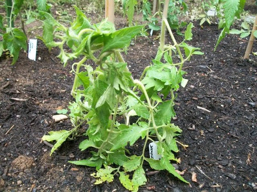 Weed Killer -Tomatoes Going Down (pics)
