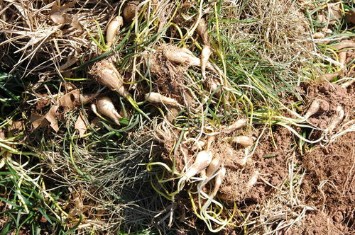 Try to ID a Wild Bulb (Weed)