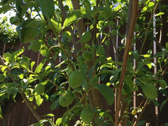 Black Ice plum hardiness | Houzz Forum