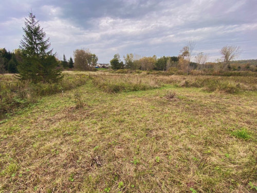 River Birch or Quaking Aspen