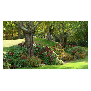 Dwarf Hydrangea 'Pia' in Fall - Landscape - New York - by Maher ...