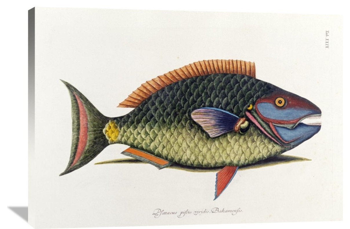"The Parrot Fish" Stretched Canvas Giclee by Mark Catesby, 16"x11", 40 ...
