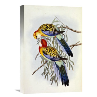 "Eastern Rosella" Artwork, 15.058" x 22" - Traditional - Prints And ...