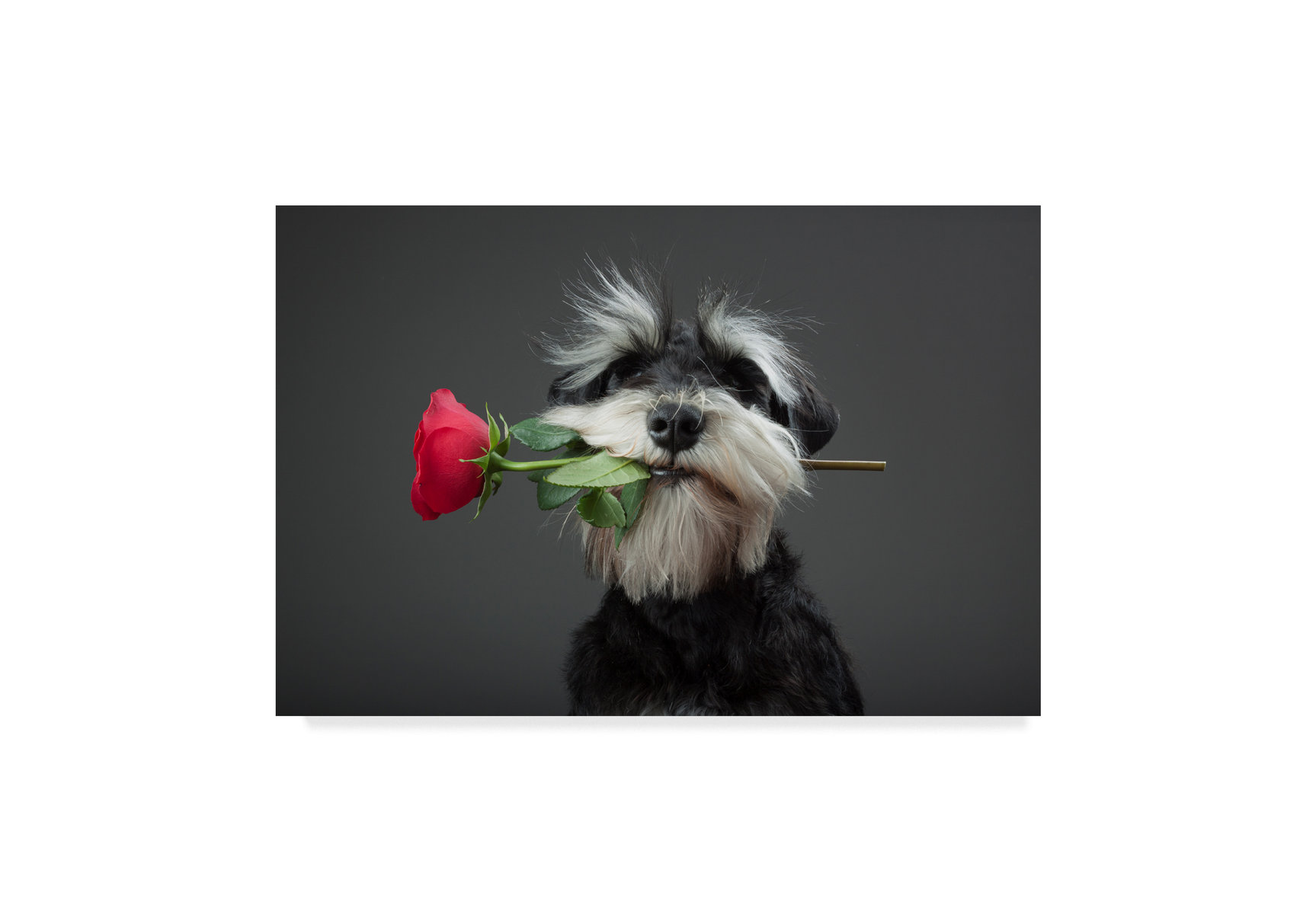 Adnan Mahmutovic 'Tango Dancer' Canvas Art, 19"x12" - Contemporary ...