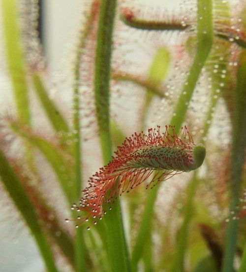 Cape Sundew Photos