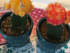 First Time Cactus Owner! Moon Cactus Rotting? SOS!