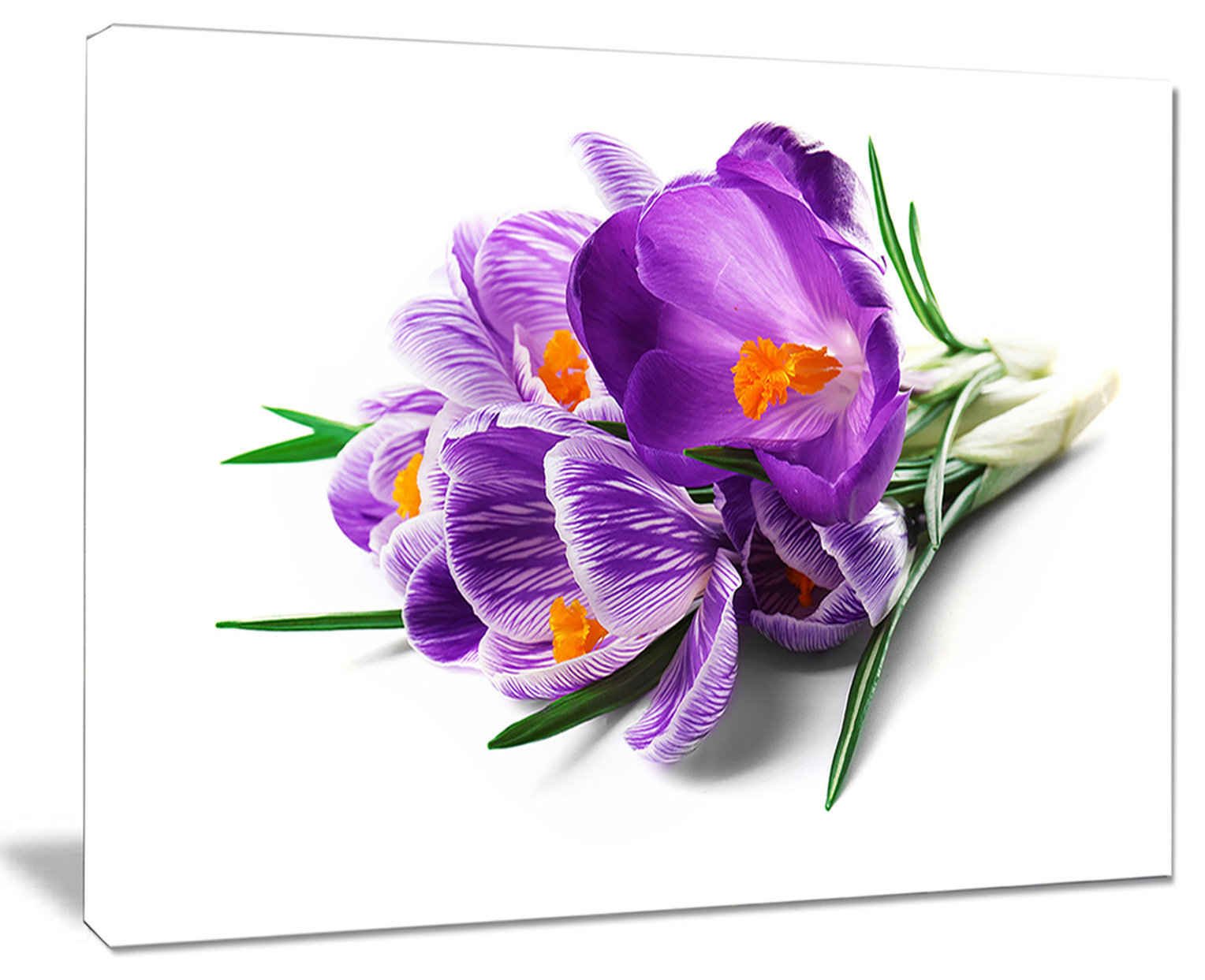 "Bunch of Blooming Crocus Flowers" Wall Art Canvas, 20"x12 ...
