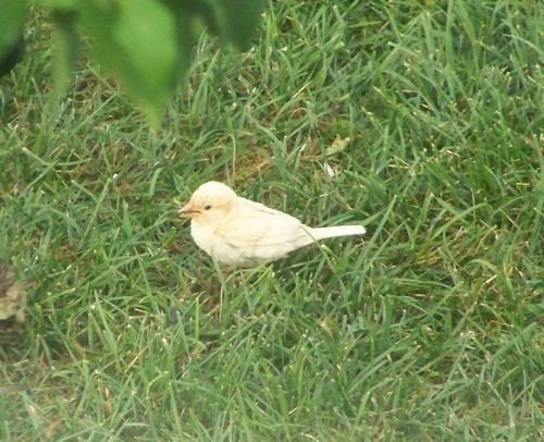 Solid White Sparrow?