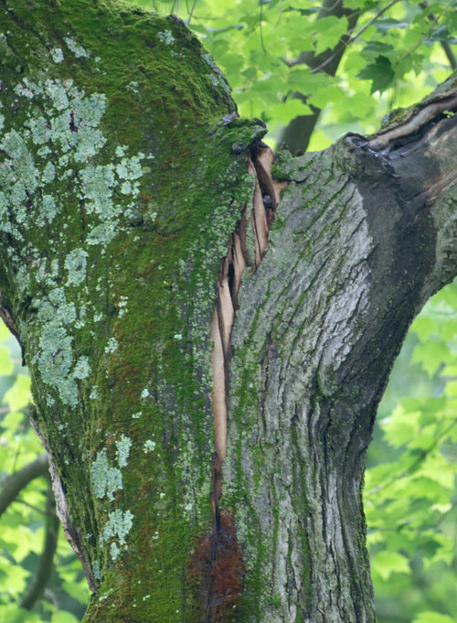 Maple Tree Damage