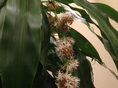 blooming corn plant?