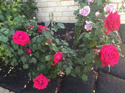 Rose bush shots from this Spring