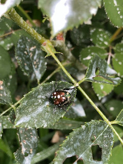 Kaolin clay (Surround WP) on roses to deter Japanese Beetles