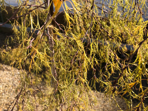 Betula utilis var. jacquemontii ‘Tickle Creek’ | Houzz Forum