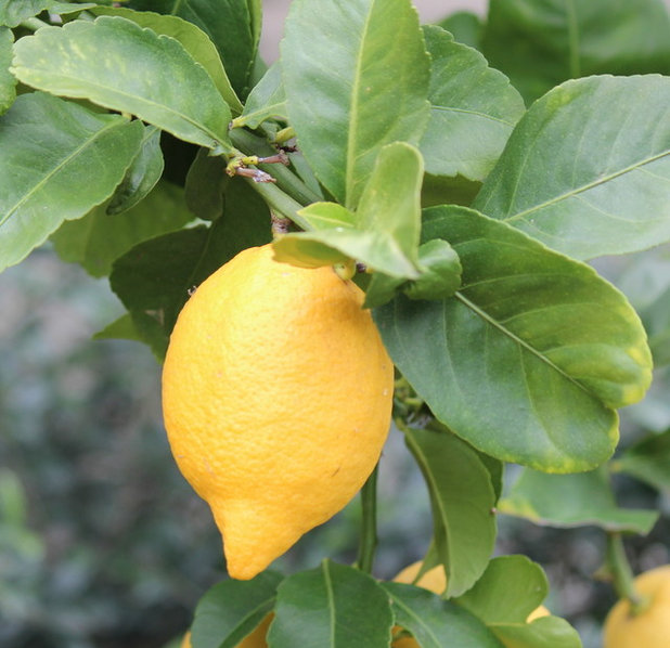 Dwarf Citrus Trees Offer Miniature Size With Maximum Flavor