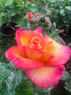 Please post photo of your most beautiful bloom in your garden