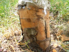 Apple tree bark peeling off